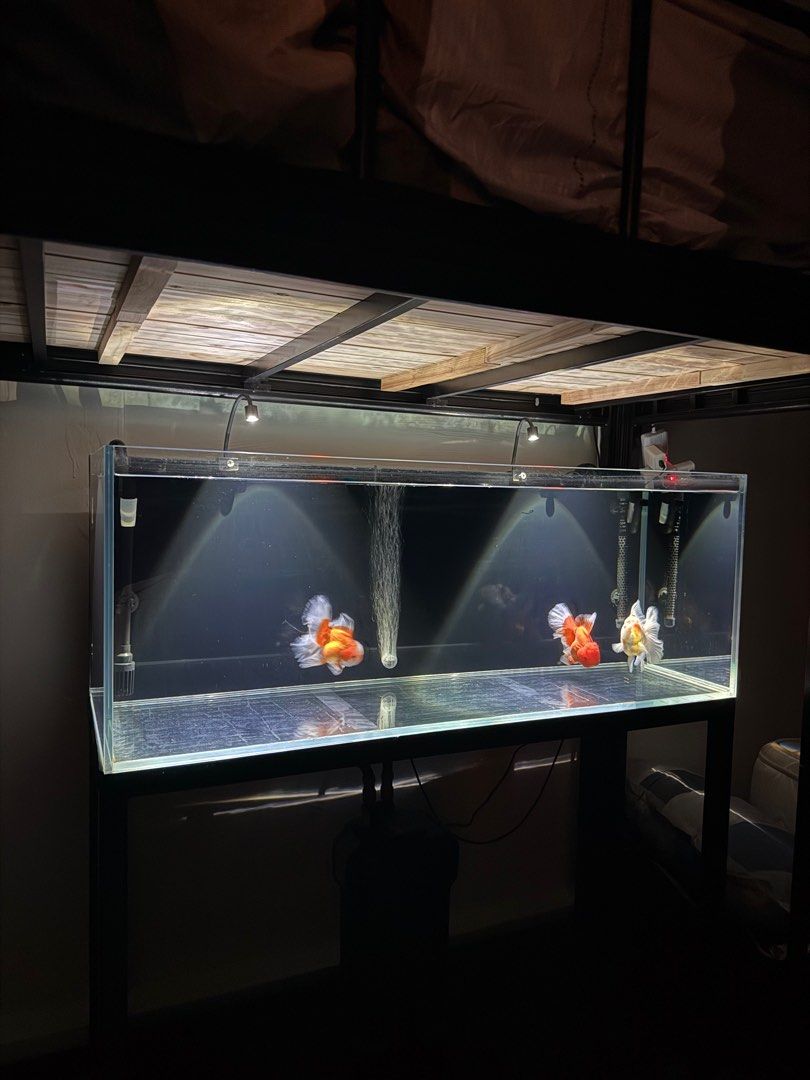 4FT Crystal Clear Tank Full Set, Pet Supplies, Homes & Other Pet ...