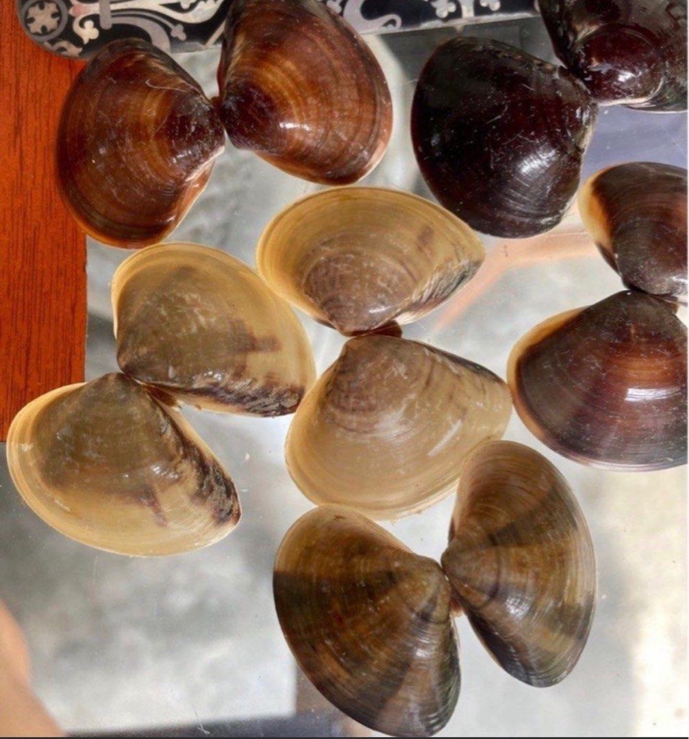 5 bottles of Sea Shells, Hobbies & Toys, Stationery & Craft, Other ...