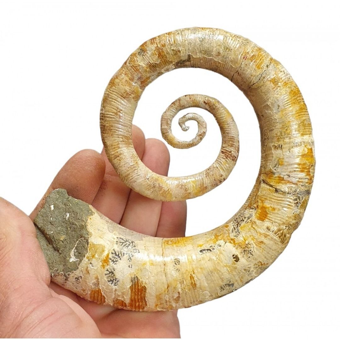 Albian Cretaceous Ammonite Fossil Ephamulina Arcuata Madagascar Shell ...