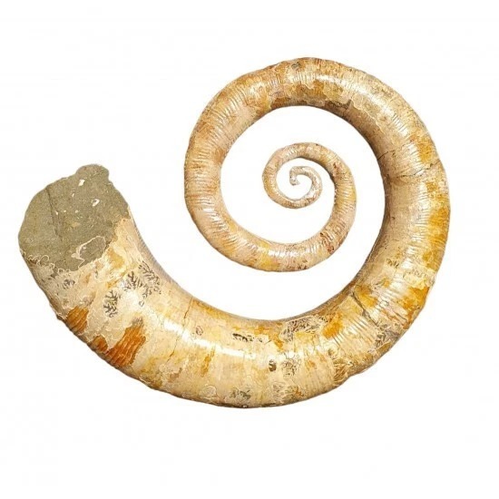 Albian Cretaceous Ammonite Fossil Ephamulina Arcuata Madagascar Shell ...