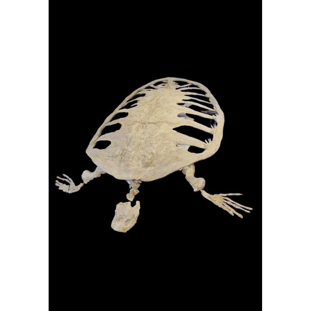 Alienochelys Selloumi Sea Turtle Shell & Skeleton Morocco Fossil ...
