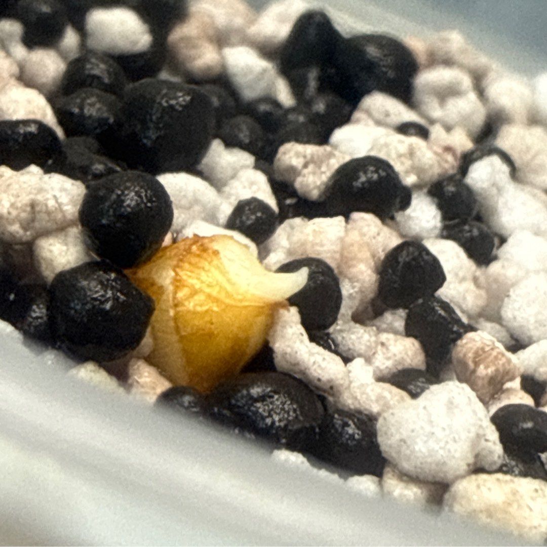 Alocasia Watsoniana Pink variegated, Furniture & Home Living, Gardening ...