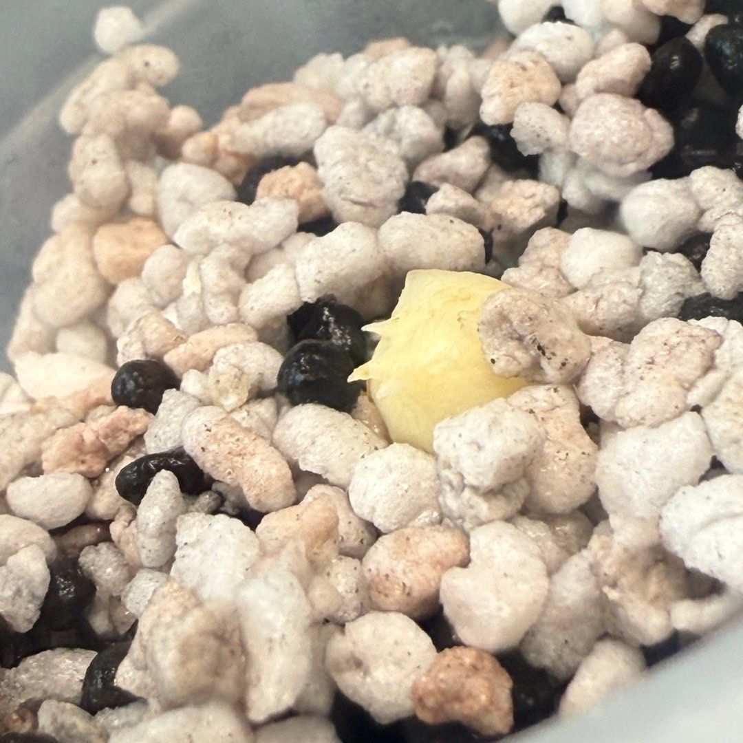 Alocasia Watsoniana Pink variegated, Furniture & Home Living, Gardening ...