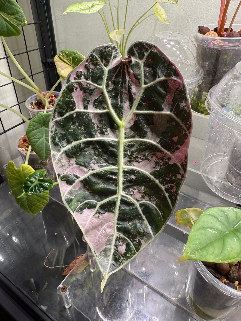 Alocasia Watsoniana Pink variegated, Furniture & Home Living, Gardening ...