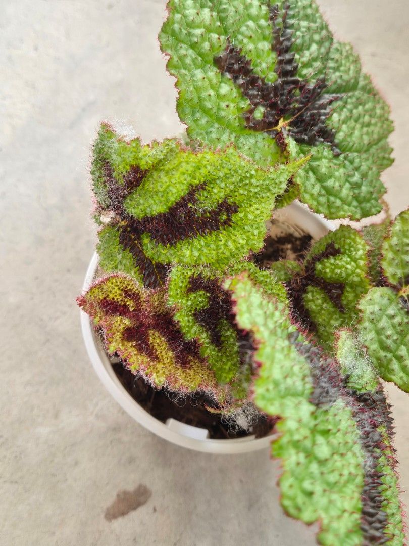 Begonia Masoniana Iron Cross, Furniture & Home Living, Gardening ...