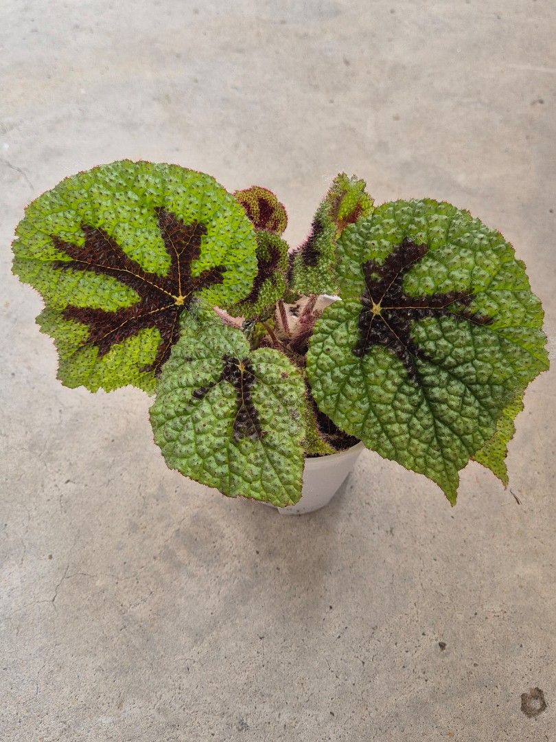 Begonia Masoniana Iron Cross, Furniture & Home Living, Gardening ...