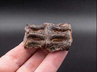 Cretaceous Associated Fossil Fish Vertebrae from Kansas, Hobbies & Toys ...