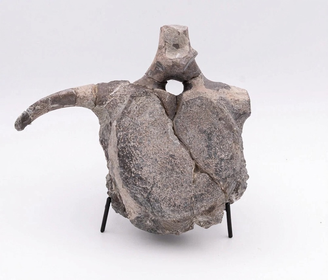 Maiasaura Dinosaur Vertebrae Two Medicine Formation Montana, Hobbies ...