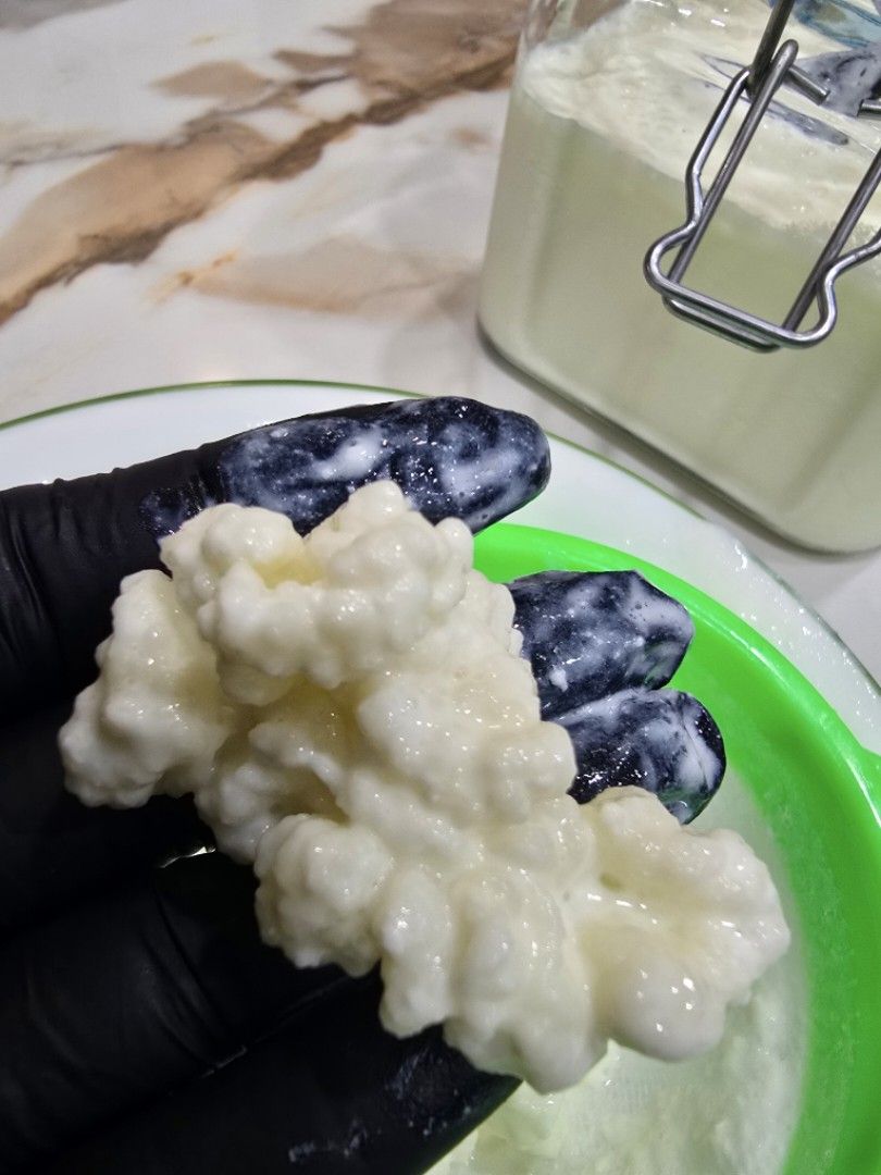 Oversize Tibetan Milk Kefir Grains - Probiotic Rich, Health & Nutrition ...