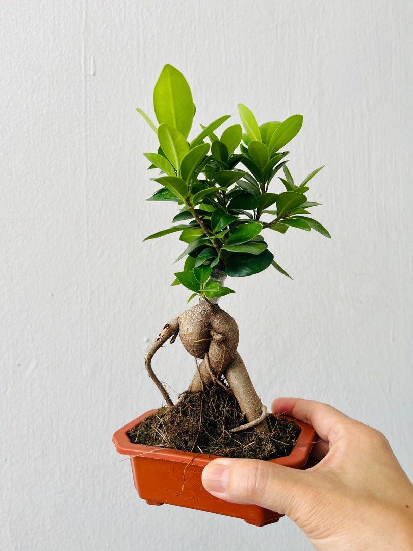 Miniature tree - Bonsai Ficus Microcarpa (Chinese Banyan) - unique gift ...
