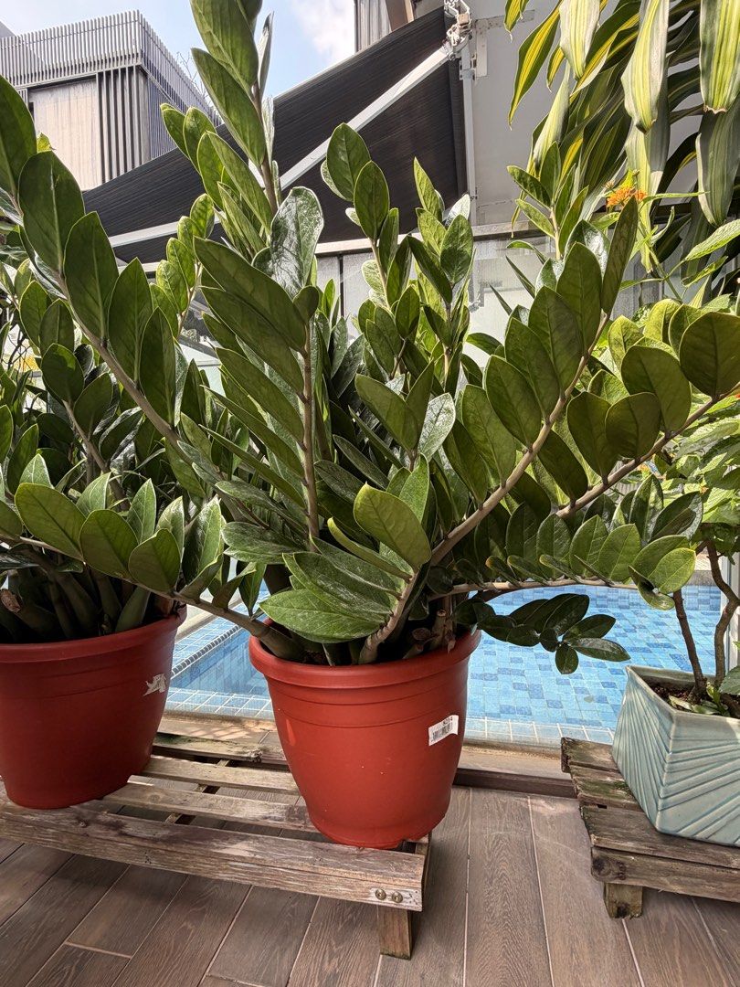 ZZ plant (Zamioculcas fresh plant), Furniture & Home Living, Gardening ...