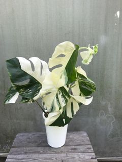 Monstera Devil Monster Variegated, Furniture & Home Living, Gardening ...