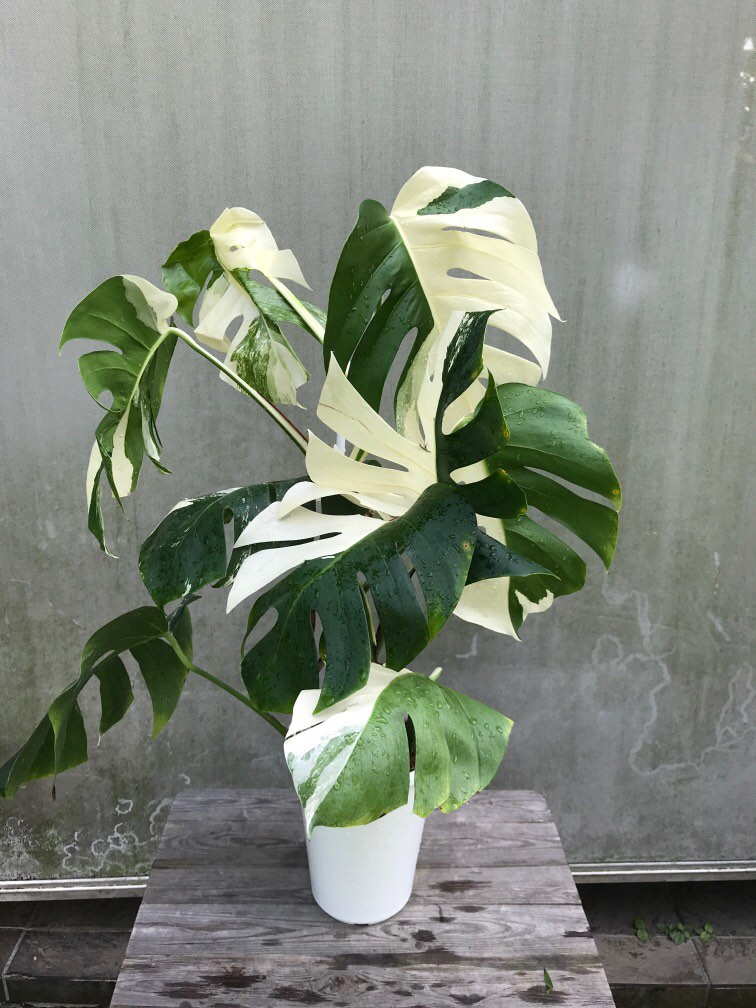 Monstera Borsigiana Albo, Furniture & Home Living, Gardening, Plants ...