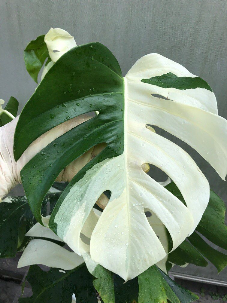 Monstera Borsigiana Albo, Furniture & Home Living, Gardening, Plants ...