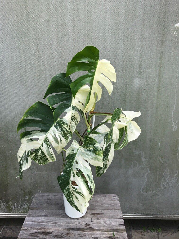 Monstera Borsigiana Albo, Furniture & Home Living, Gardening, Plants ...