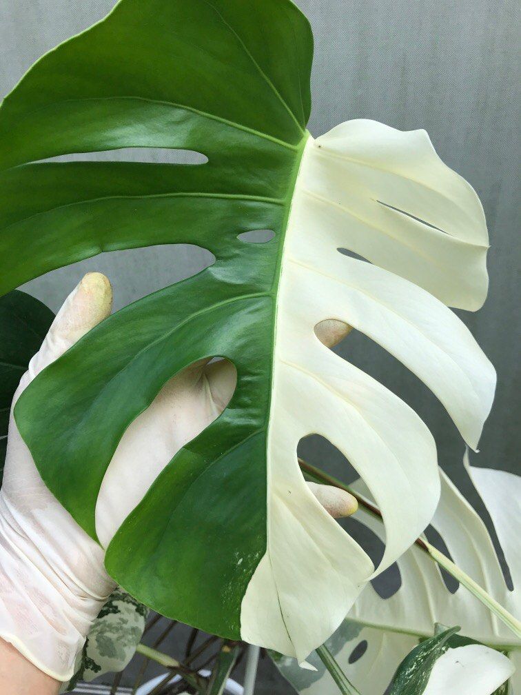 Monstera Borsigiana Albo, Furniture & Home Living, Gardening, Plants ...