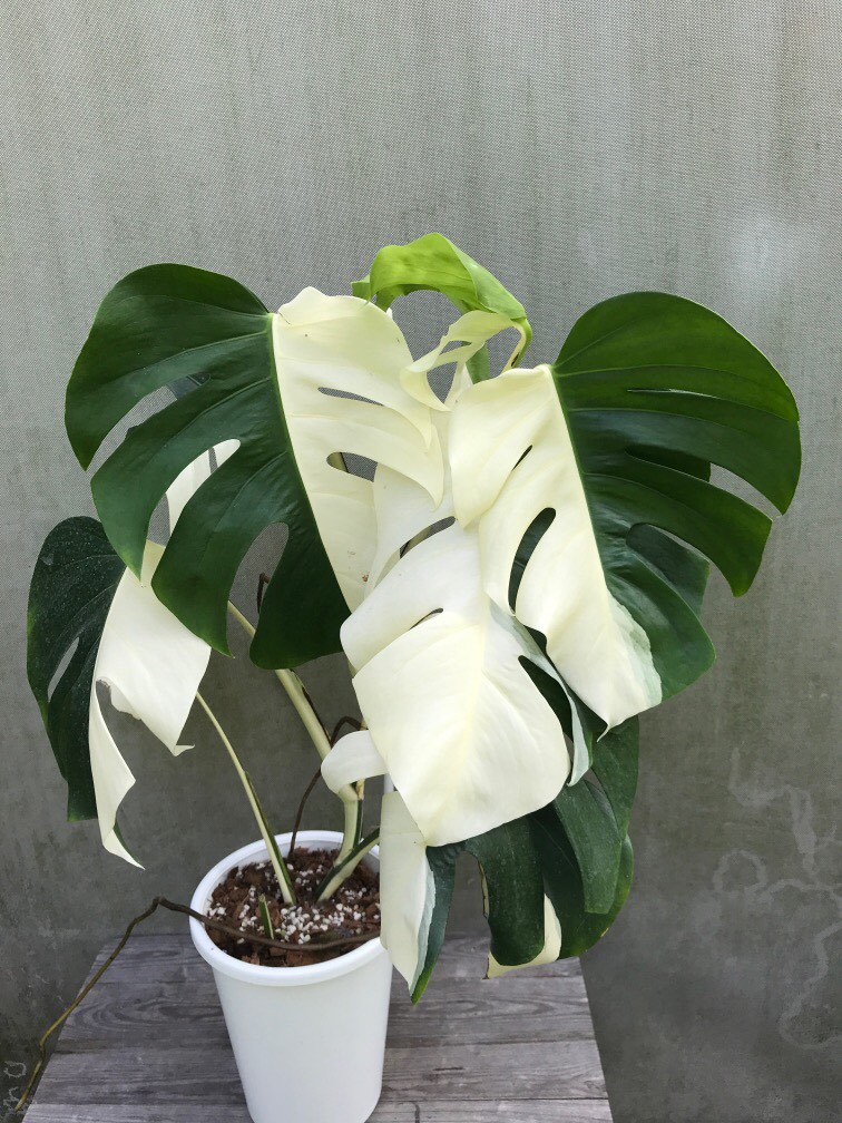 Monstera Borsigiana Albo, Furniture & Home Living, Gardening, Plants ...