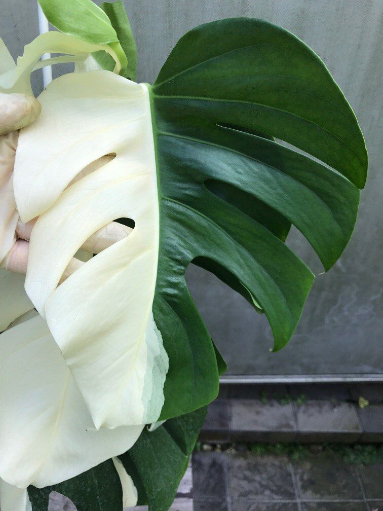 Monstera Borsigiana Albo, Furniture & Home Living, Gardening, Plants ...