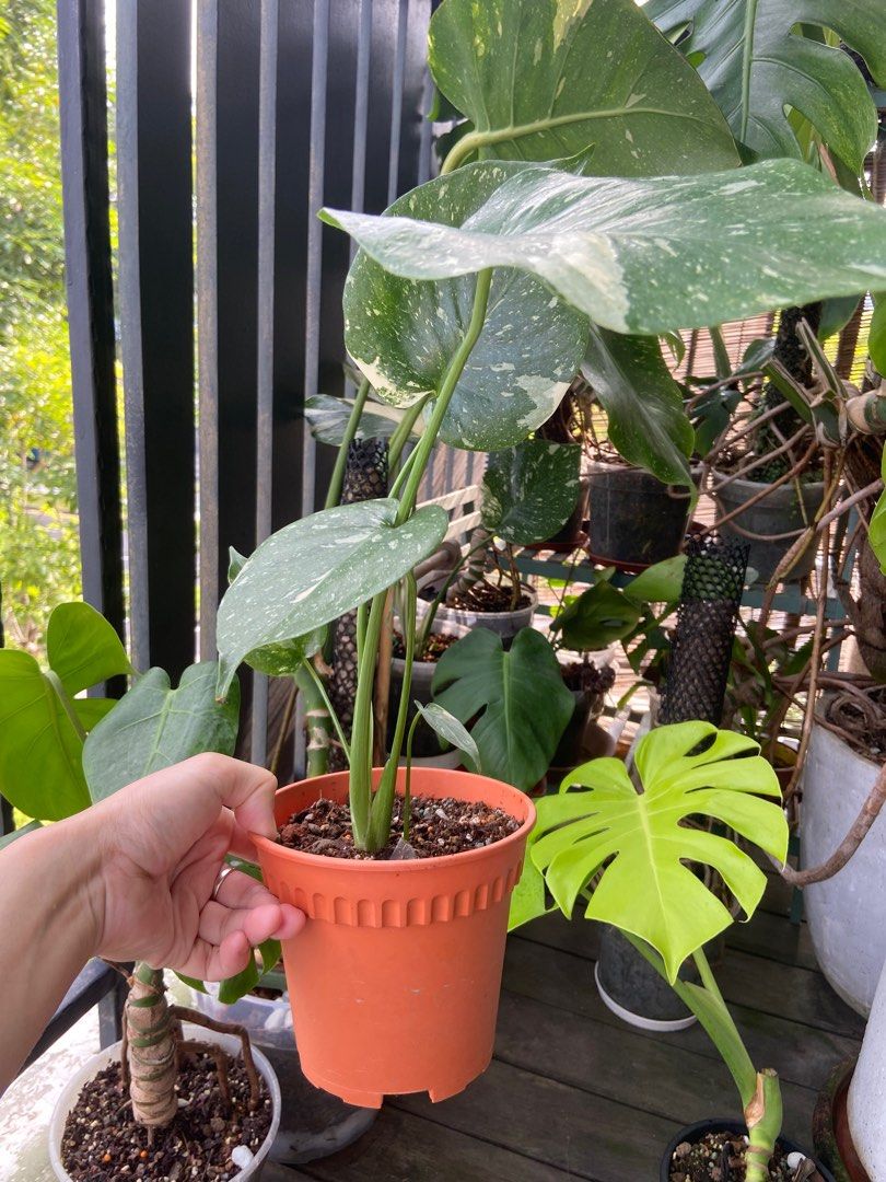 monstera thai constellation, Furniture & Home Living, Gardening, Plants ...