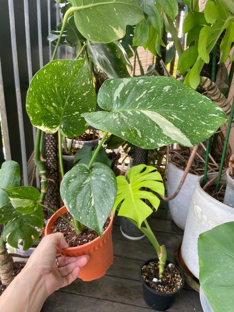 monstera thai constellation, Furniture & Home Living, Gardening, Plants ...