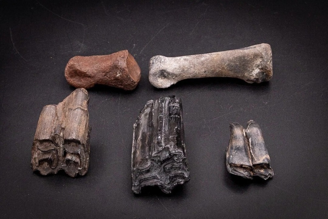 Pleistocene Florida Fossils Group 2638, Hobbies & Toys, Memorabilia ...