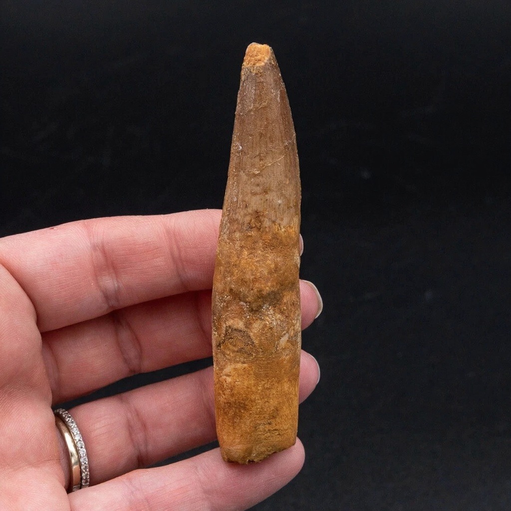 Spinosaurus Dinosaur Tooth 3.45" 1662, Hobbies & Toys, Memorabilia ...