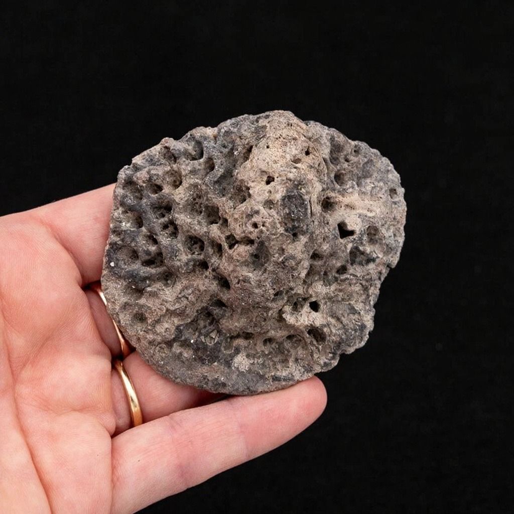 Super Fossil Alligator Osteoderm SW Florida Fossils 2.75, Hobbies ...
