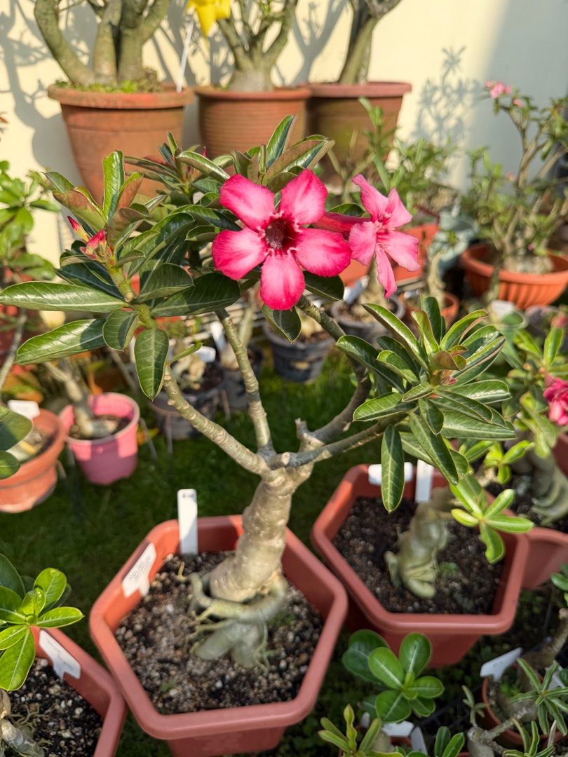 Taiwan adenium - seed grown & non grafted (lots of unopen buds ...