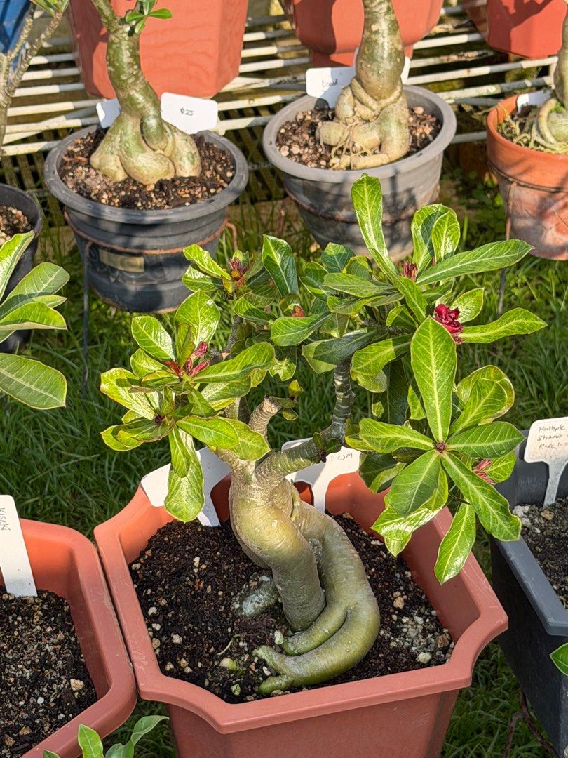 Taiwan adenium - seed grown & non grafted - Mdm butterfly, Furniture ...