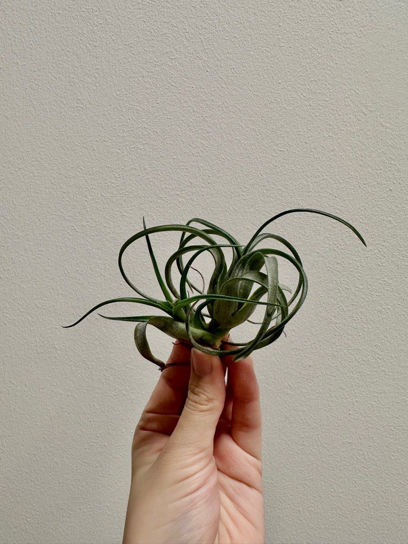 [FIRE SALE] Airplant Tillandsia YCB #502 curly slim x strepto red ...
