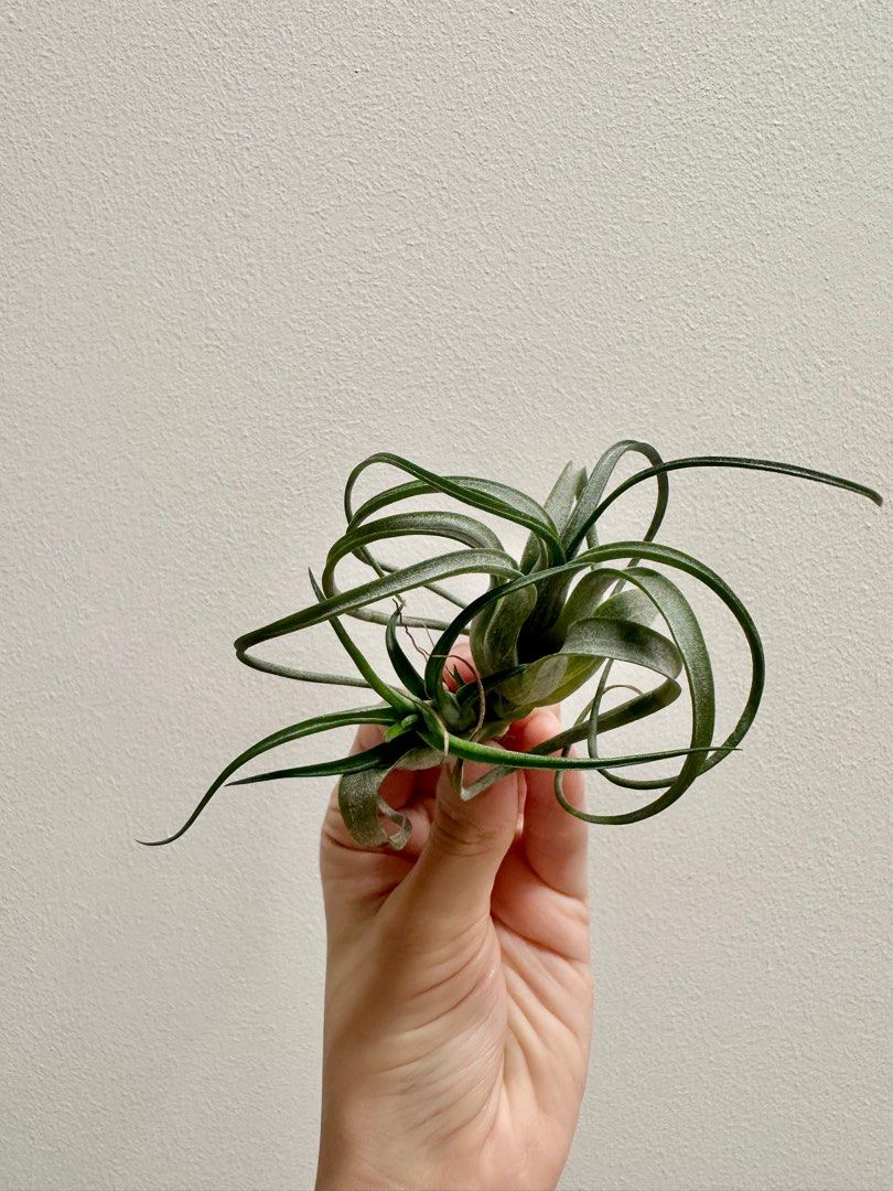[FIRE SALE] Airplant Tillandsia YCB #502 curly slim x strepto red ...