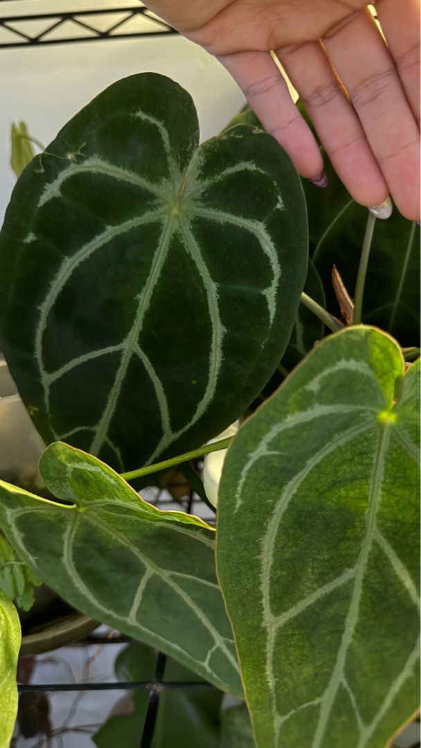 Anthurium Forgetti X SKG Pink Lemonade, Furniture & Home Living ...