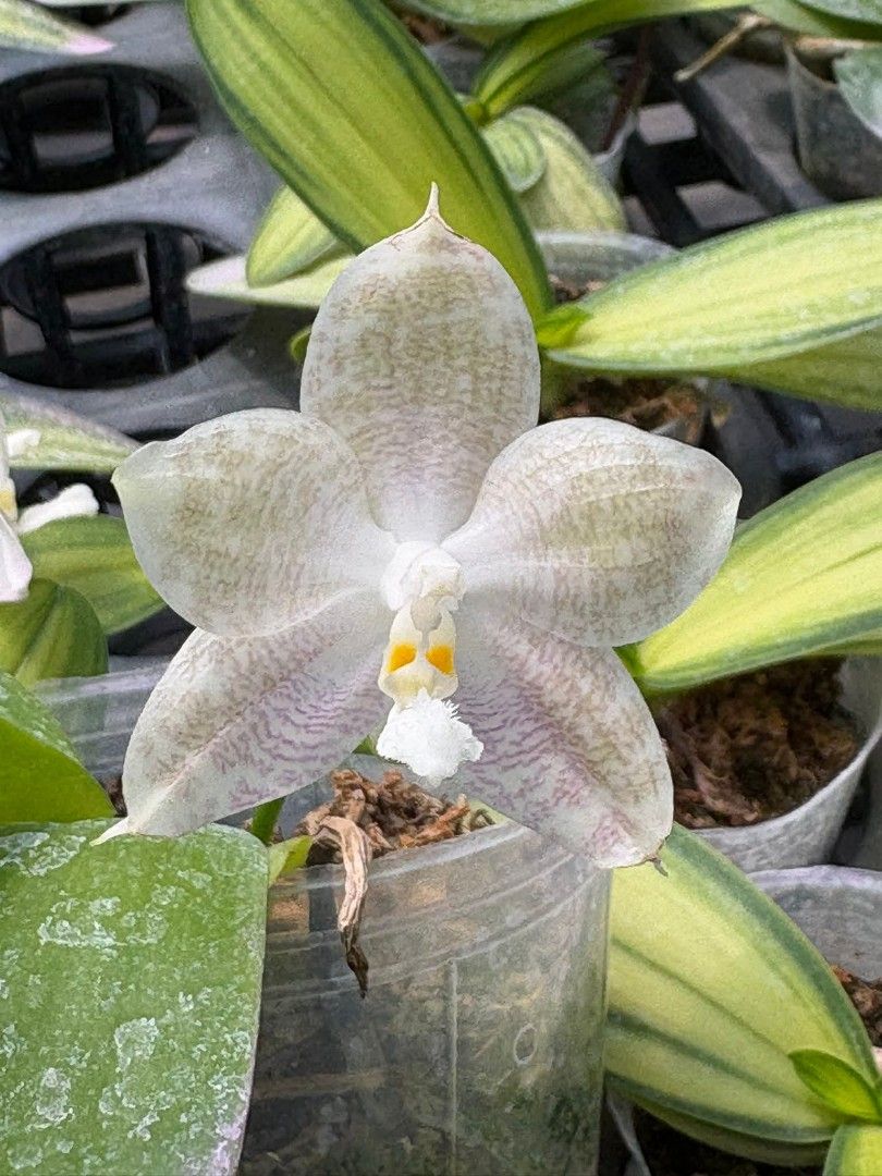 (blooming) Phalaenopsis Yaphon Princess Snow x Mituo Golden Tiger ...