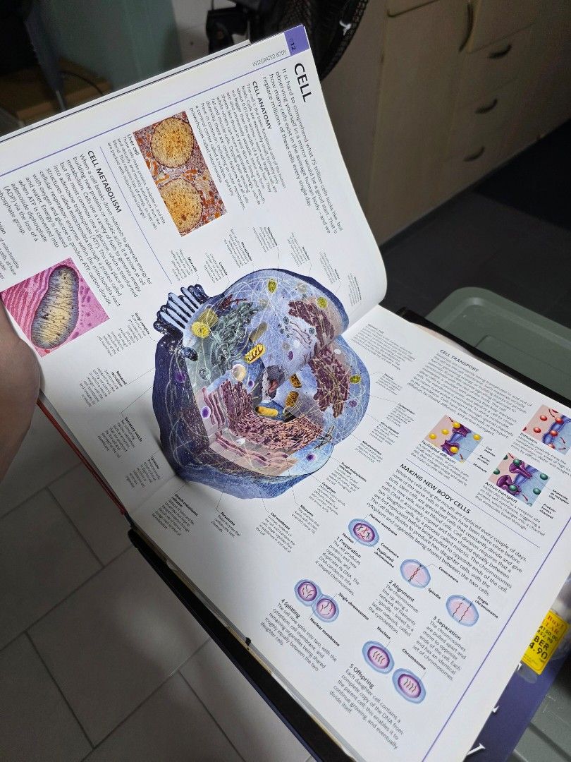 DK Human Anatomy: The Definitive Visual Guide, Hobbies & Toys, Books ...