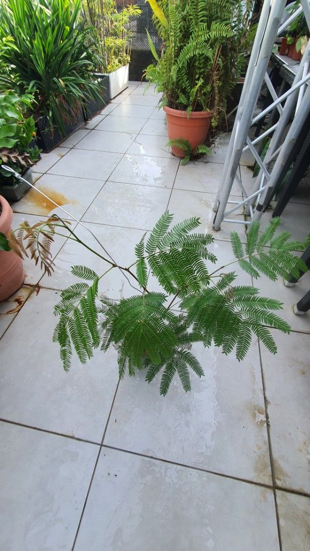 Everfresh Plants, Furniture & Home Living, Gardening, Plants & Seeds on ...