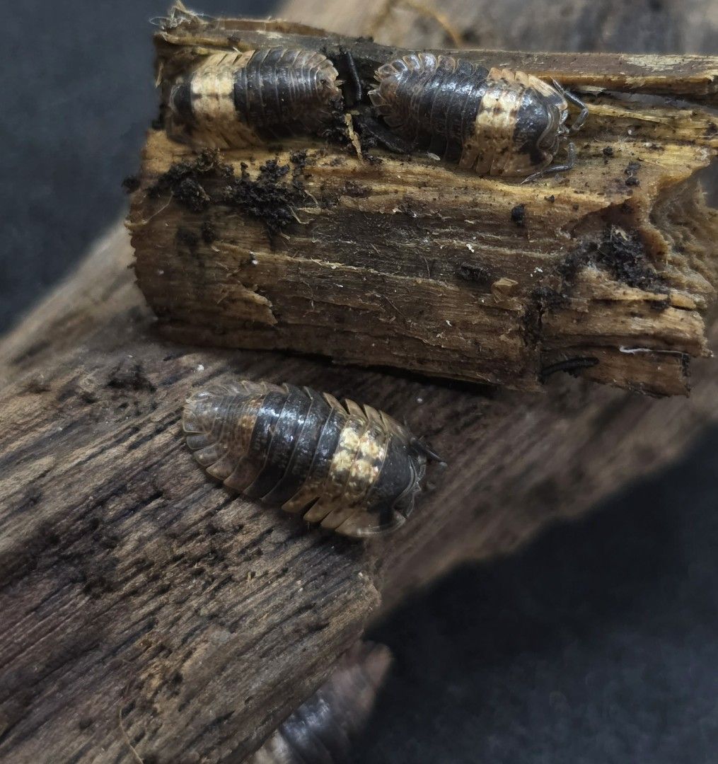 Grizzly Bear Isopods, Pet Supplies, Pet Food on Carousell