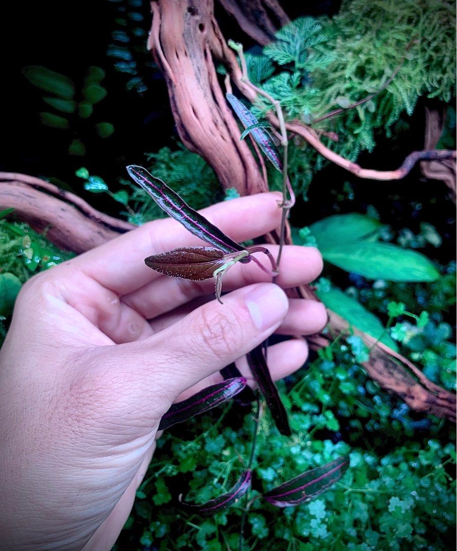 Piper Sp Pink Borneo, Furniture & Home Living, Gardening, Plants ...