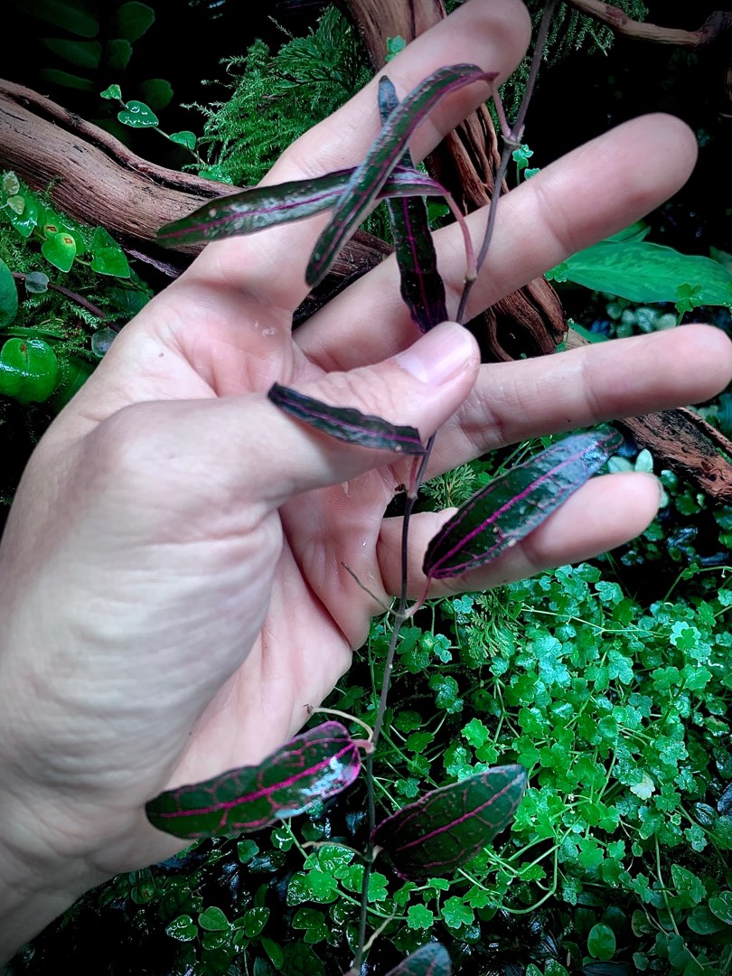 Piper Sp Pink Borneo, Furniture & Home Living, Gardening, Plants ...