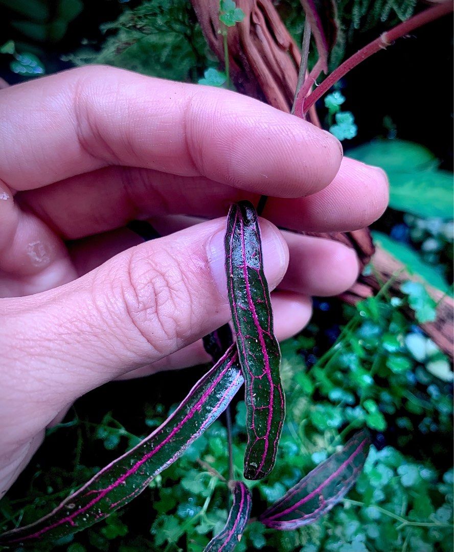 Piper Sp Pink Borneo, Furniture & Home Living, Gardening, Plants ...