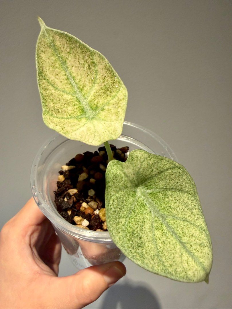 Alocasia BV Snow, Furniture & Home Living, Gardening, Plants & Seeds on ...