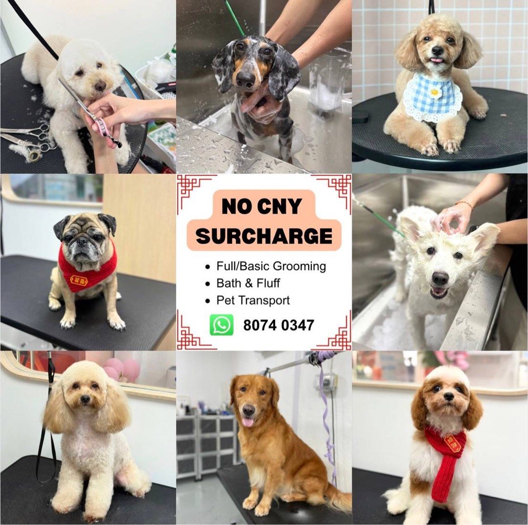 Dog Grooming (Transport Available) Hougang Serangoon Kovan Sengkang ...