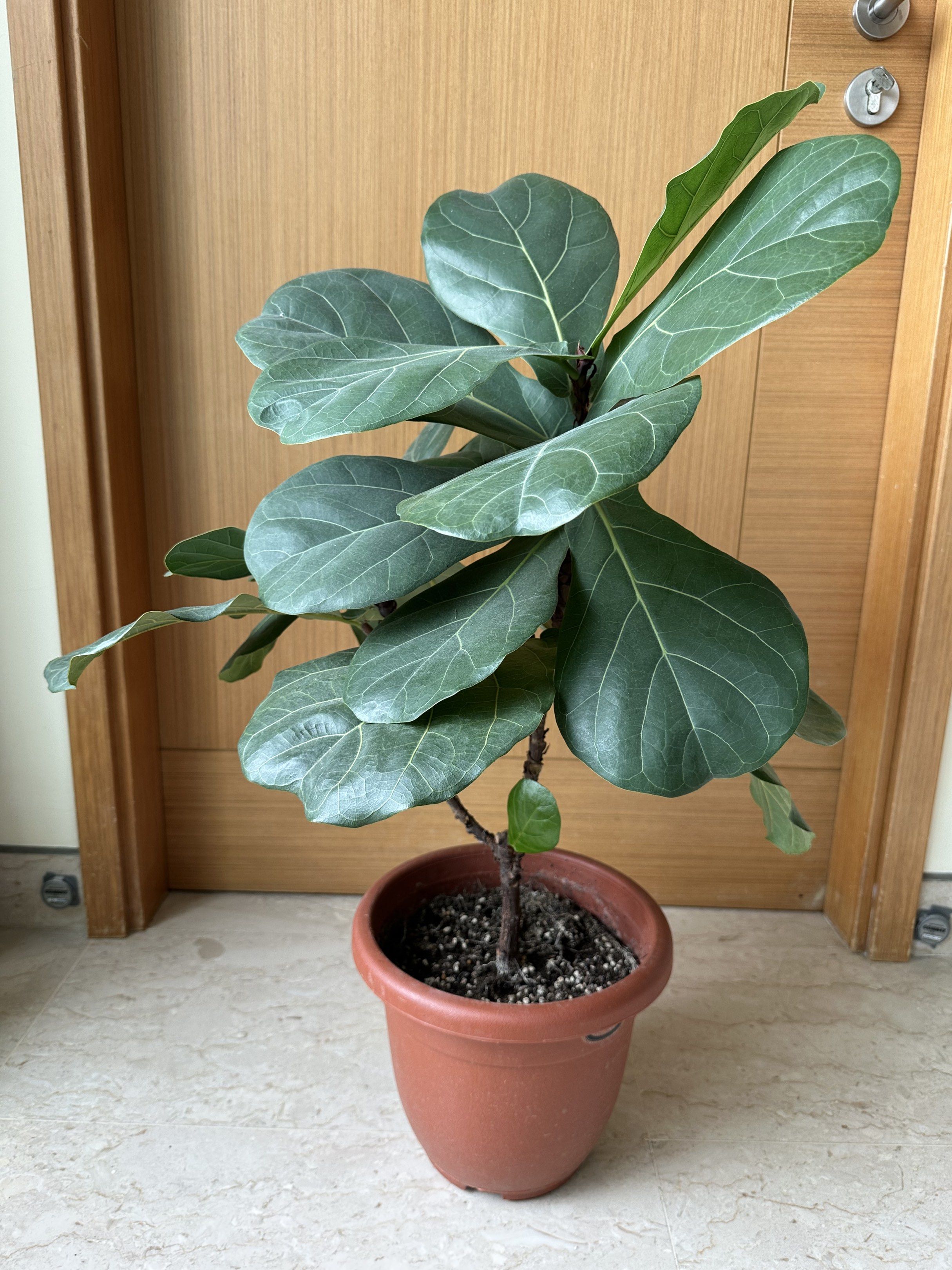 Fiddle-leaf fig (Ficus lyrata) plant., Furniture & Home Living ...