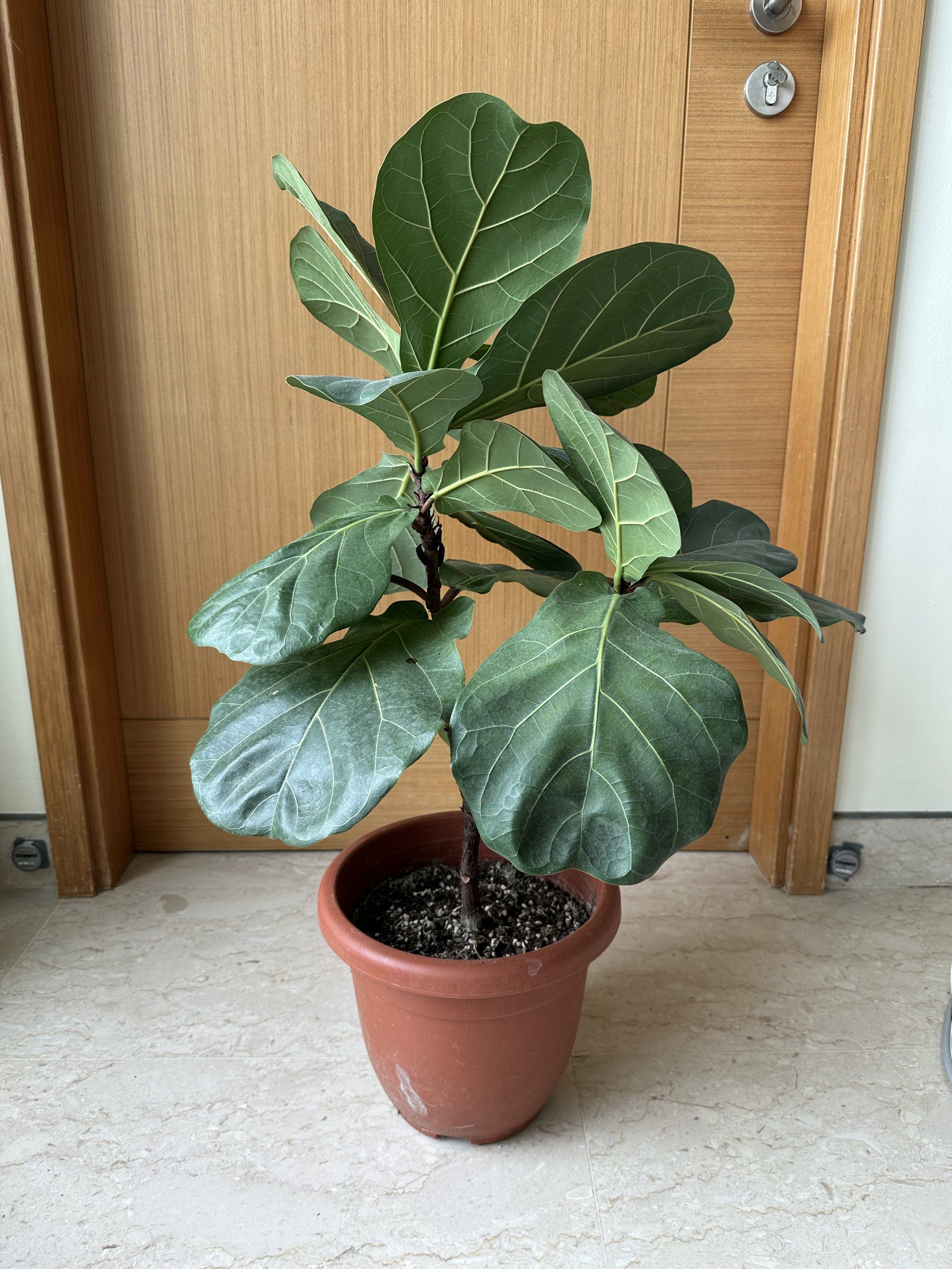 Fiddle-leaf fig (Ficus lyrata) plant., Furniture & Home Living ...