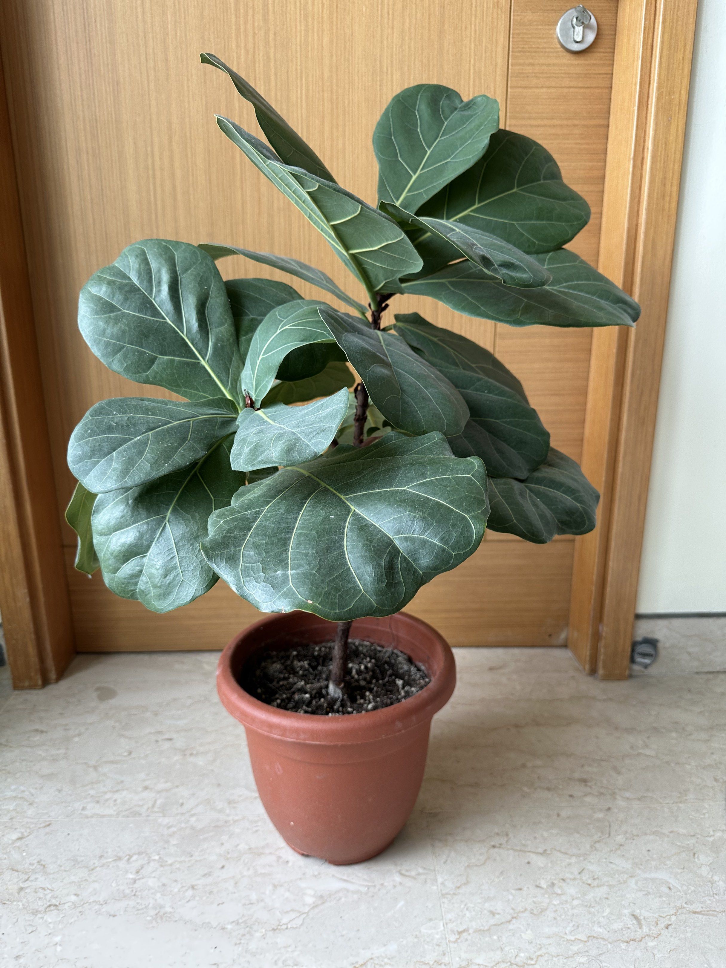 Fiddle-leaf fig (Ficus lyrata) plant., Furniture & Home Living ...