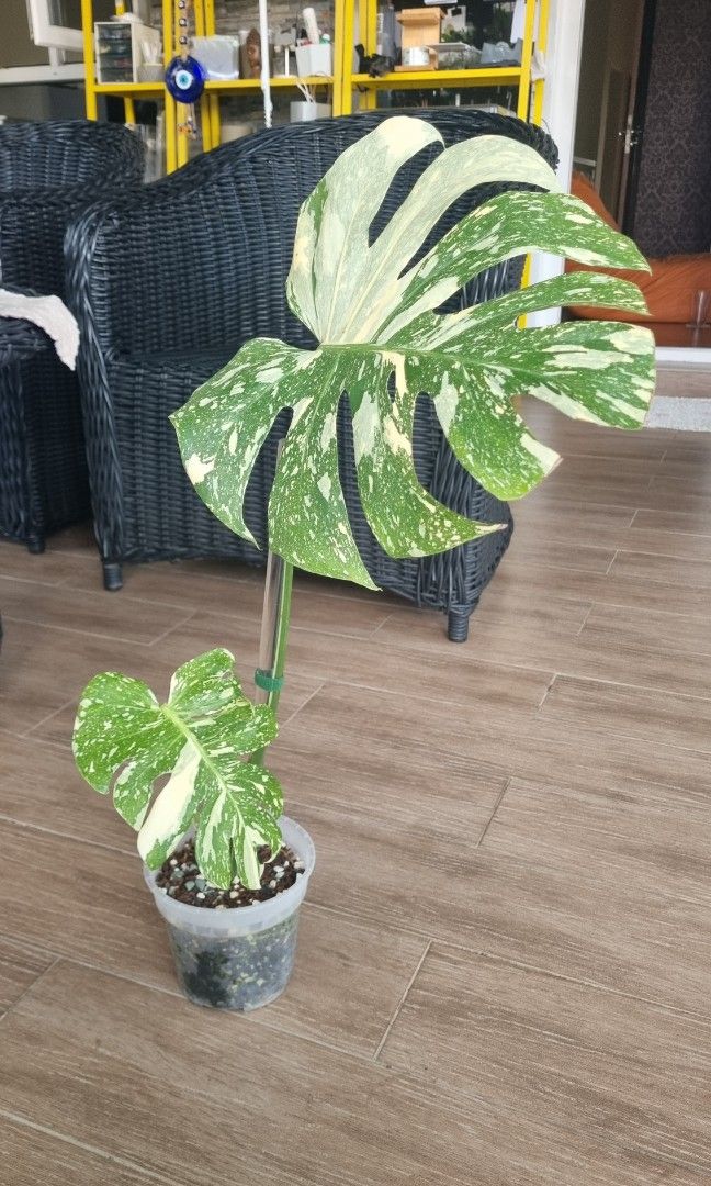 Monstera Thai Constellation Creme Brulee, Furniture & Home Living ...