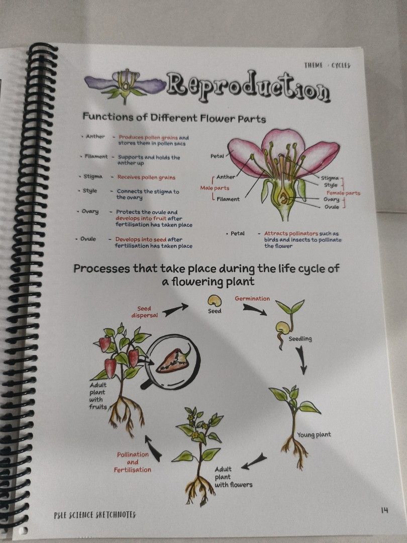 PSLE Science Sketchnotes - Second Edition, Hobbies & Toys, Books ...