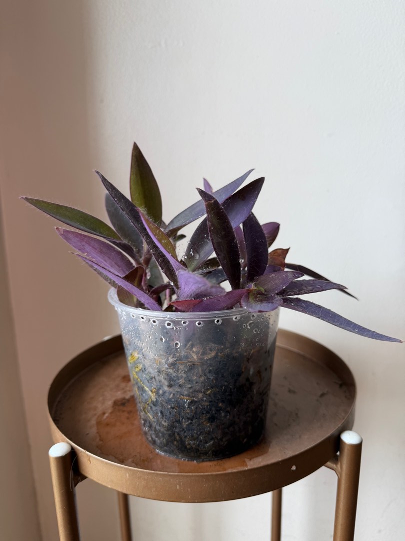 🪴Purple Heart, Furniture & Home Living, Gardening, Plants & Seeds on ...