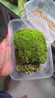 Enclosed Moss Terrarium in Airtight Container, Furniture & Home Living ...