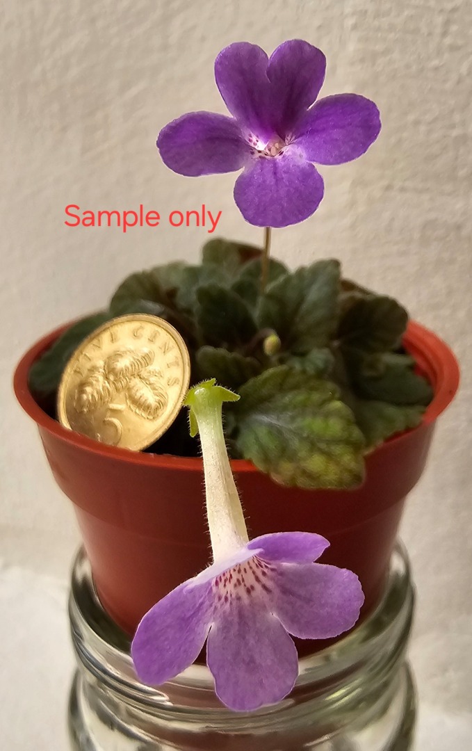 Micro Sinningia Mary Jane's Pixie (with porcelain pot) - self-watering ...