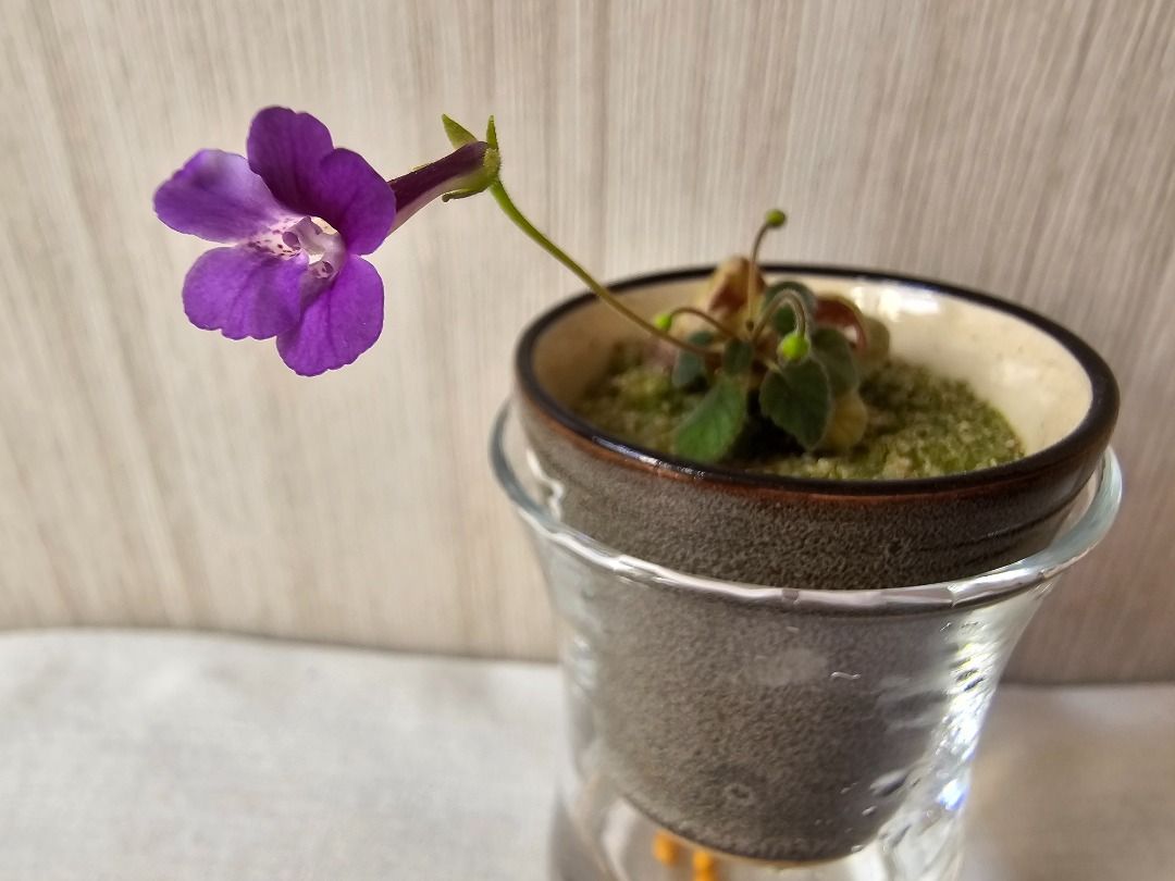 Micro Sinningia Mary Jane's Pixie (with porcelain pot) - self-watering ...